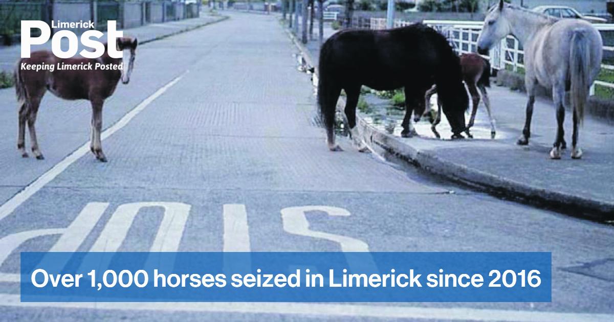 Over 1,000 horses seized in Limerick since 2016