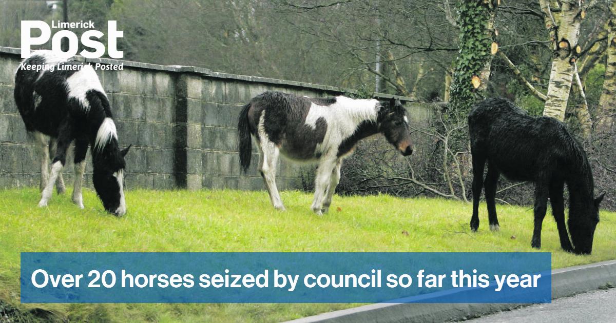 Over 20 horses seized by council so far this year