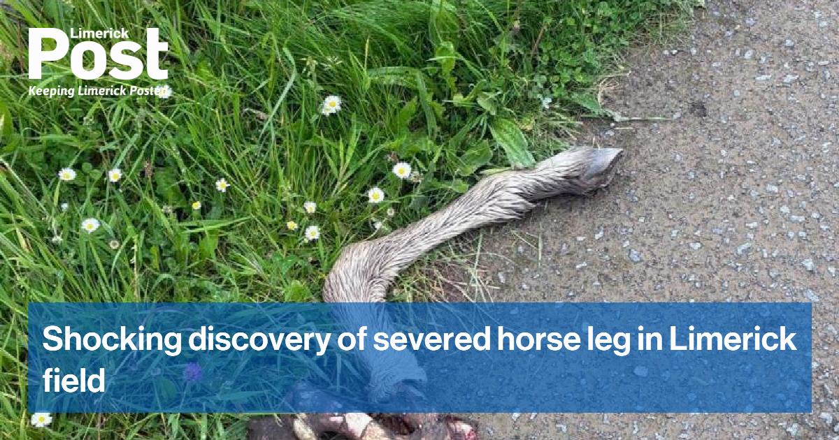 Shocking discovery of severed horse leg in Limerick field
