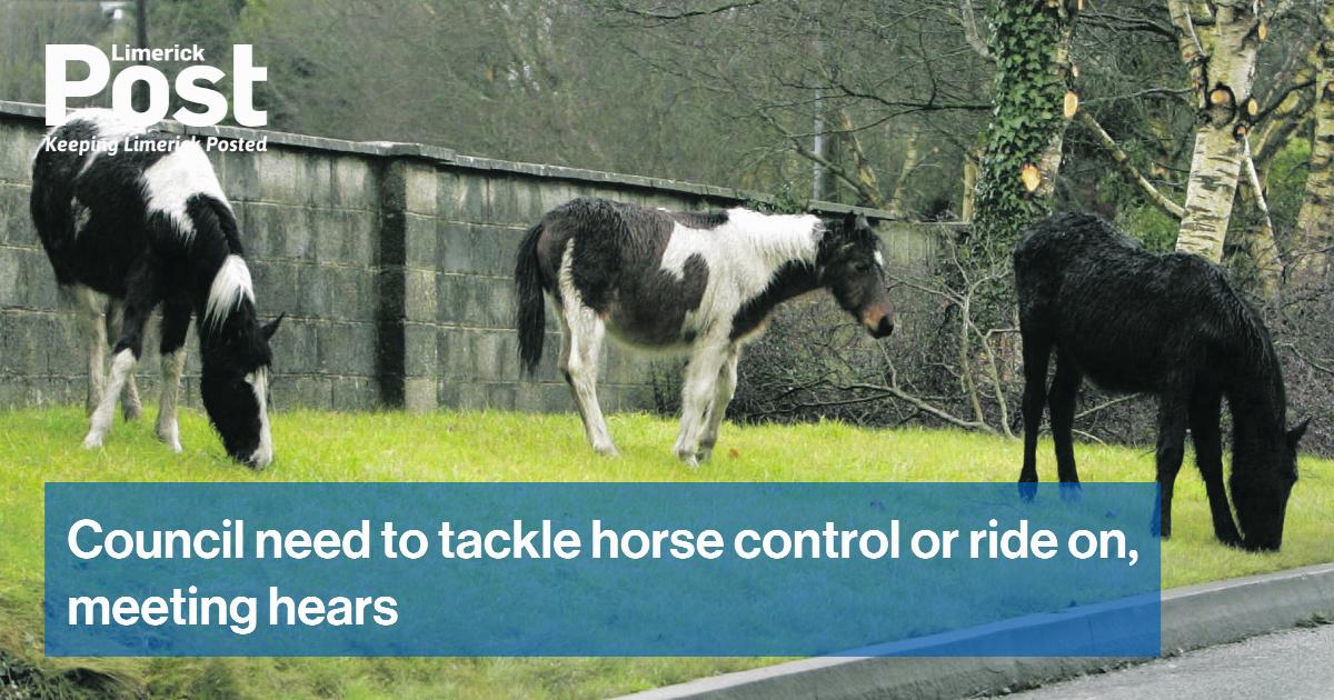 Council need to tackle horse control or ride on, meeting hears