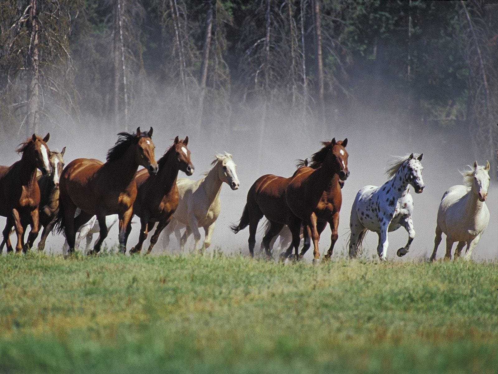 Limerick’s horses outside