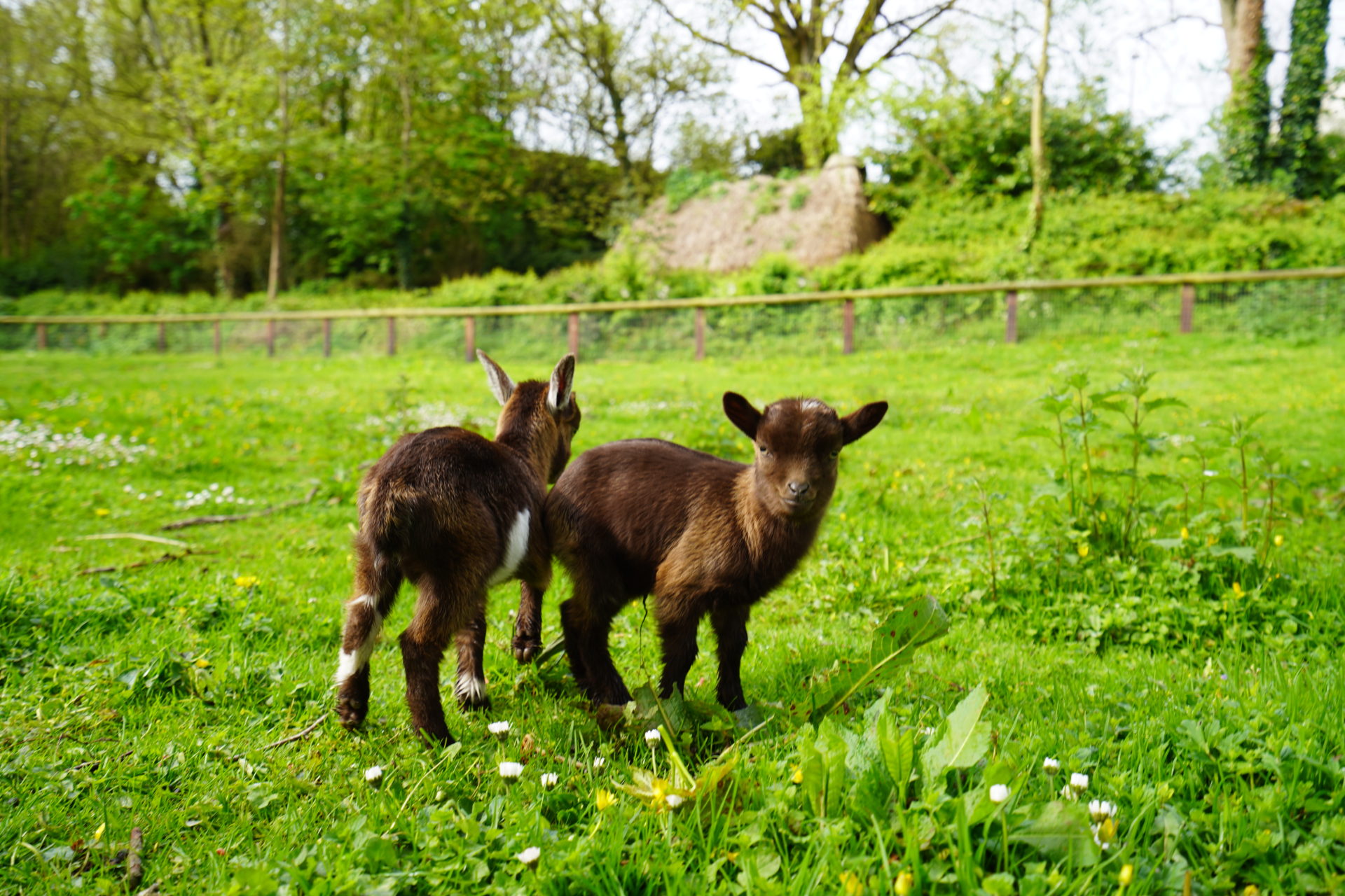 Naming competition for baby pygmy goats born at Bunratty Folk Park extended