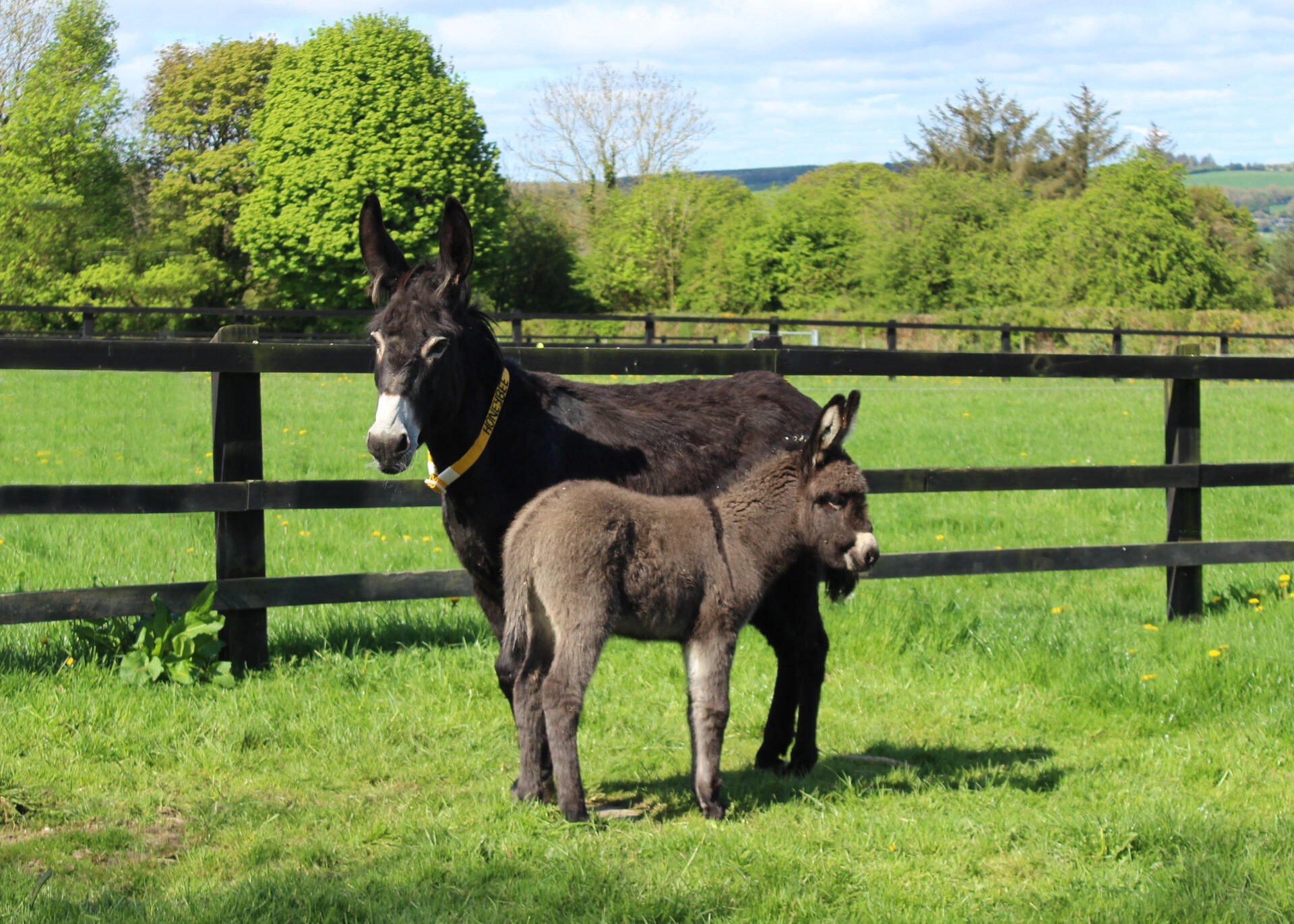 Donkey born during lockdown at The Donkey Sanctuary Ireland has been ...