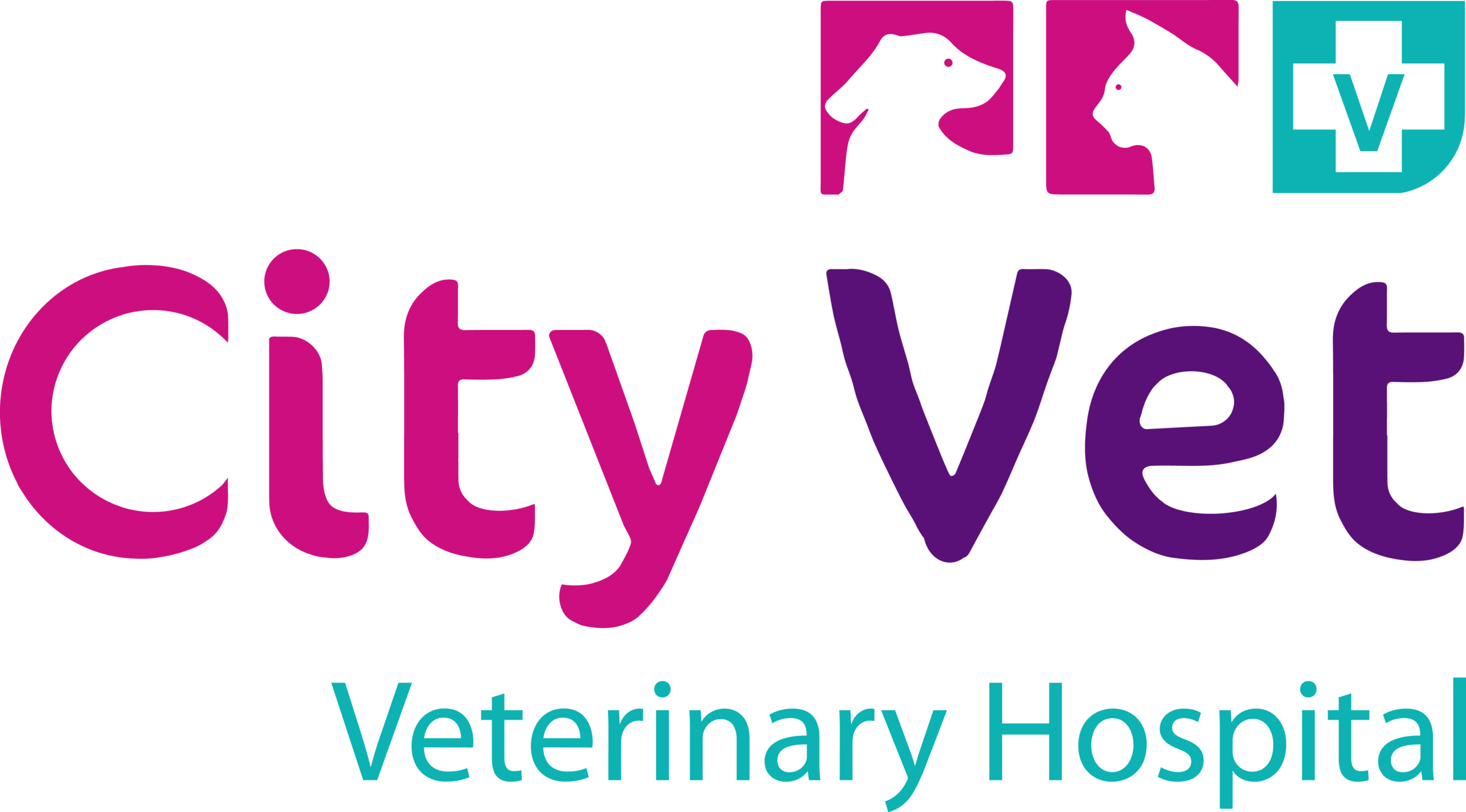 City Vet says a puppy is not just for Christmas