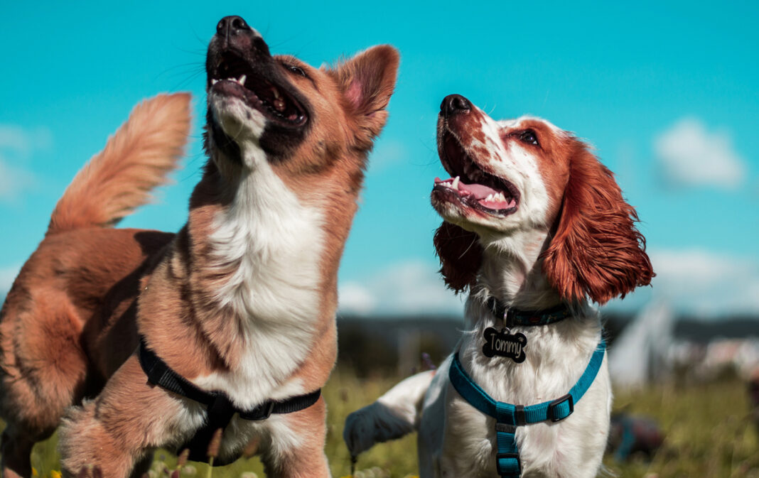 Good dogs preparing for annual premier dog show in Limerick