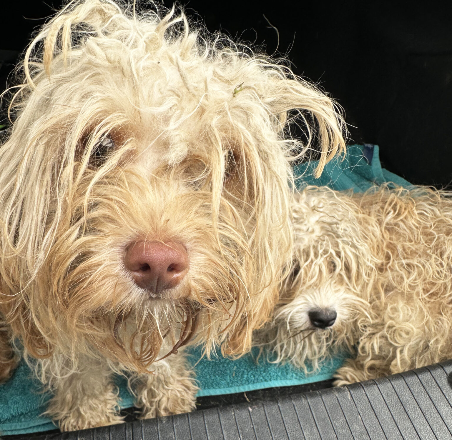 Calls for greater puppy farm legislation after reports of neglect in ...