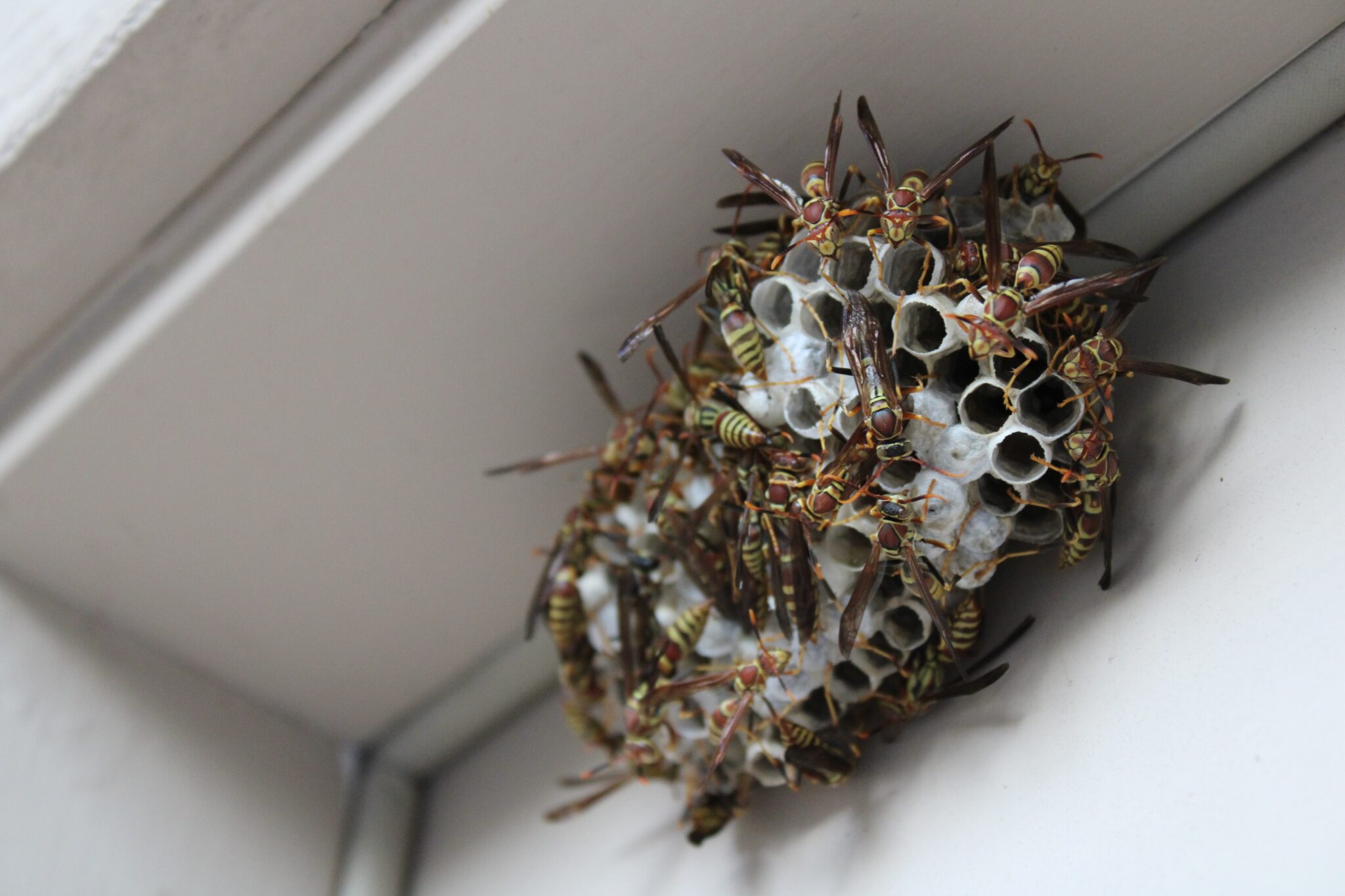 Limerick sees largest increase of wasps nationwide