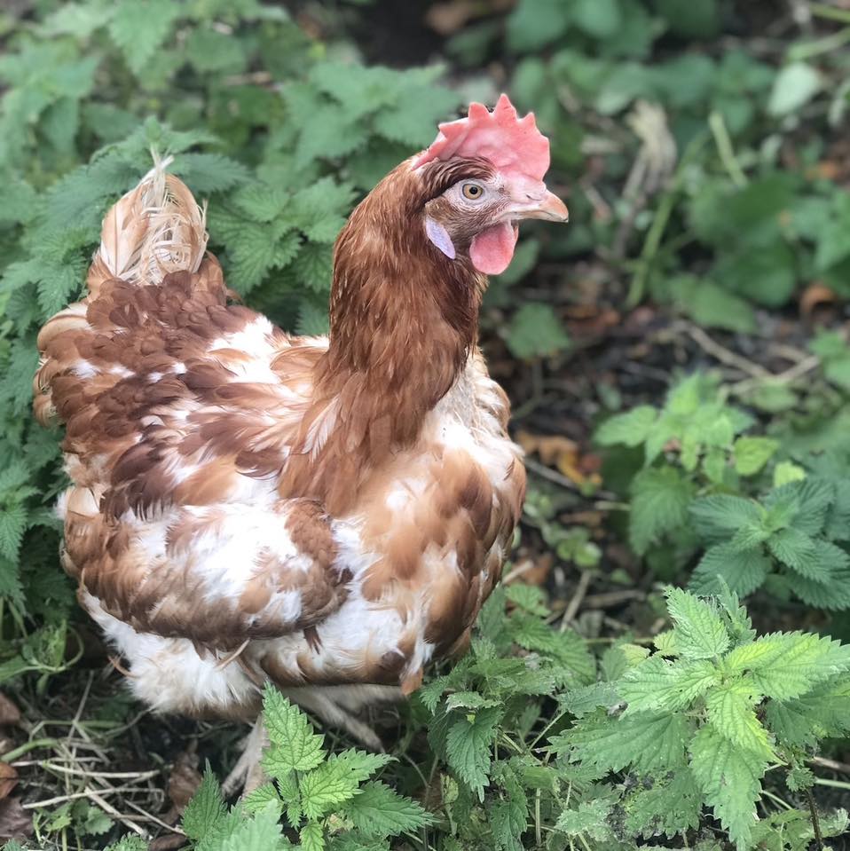 Give a hen a Limerick home for Christmas