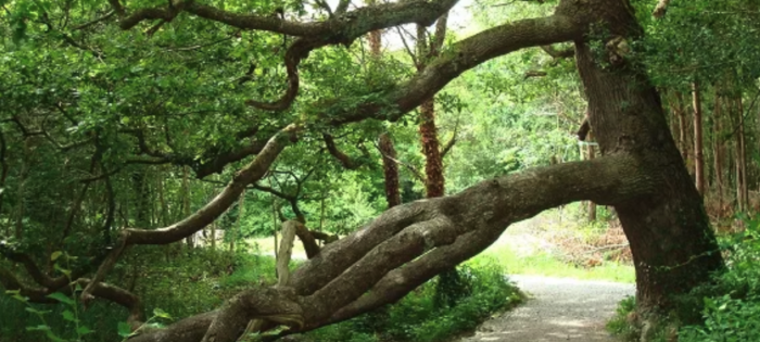 Best woodland walks in Limerick revealed