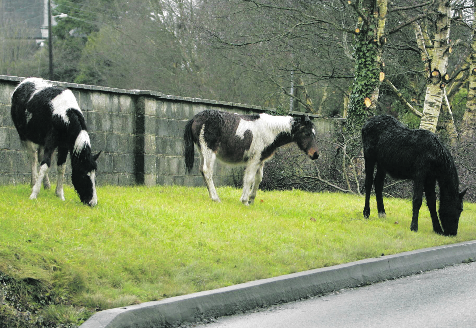 Abandoned horses seized from Mayorstone