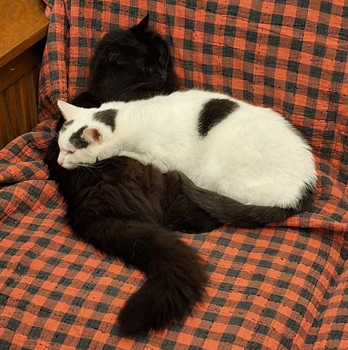 Limerick Feral Cats receives funding boost