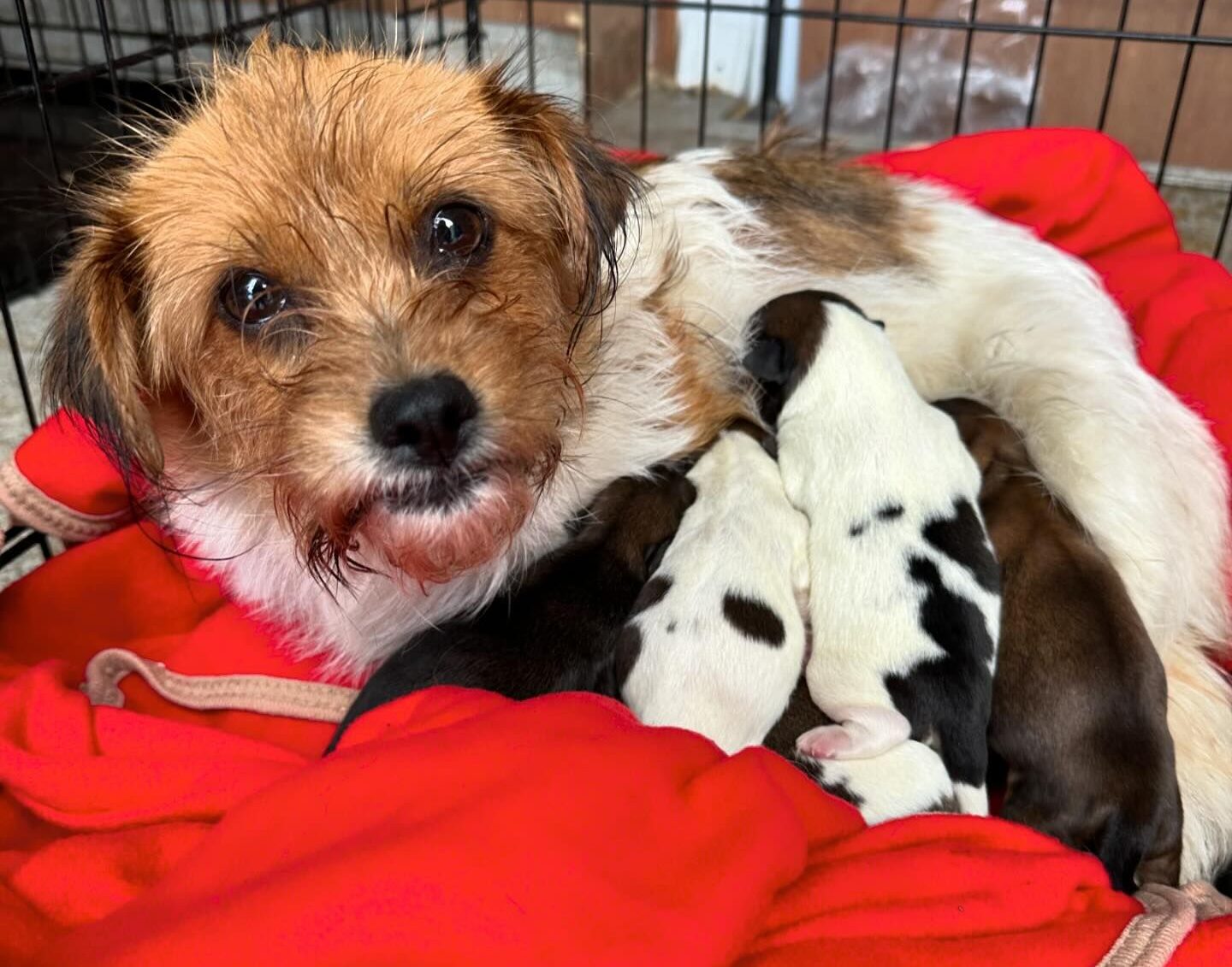 Limerick animal charity bitten by rising costs
