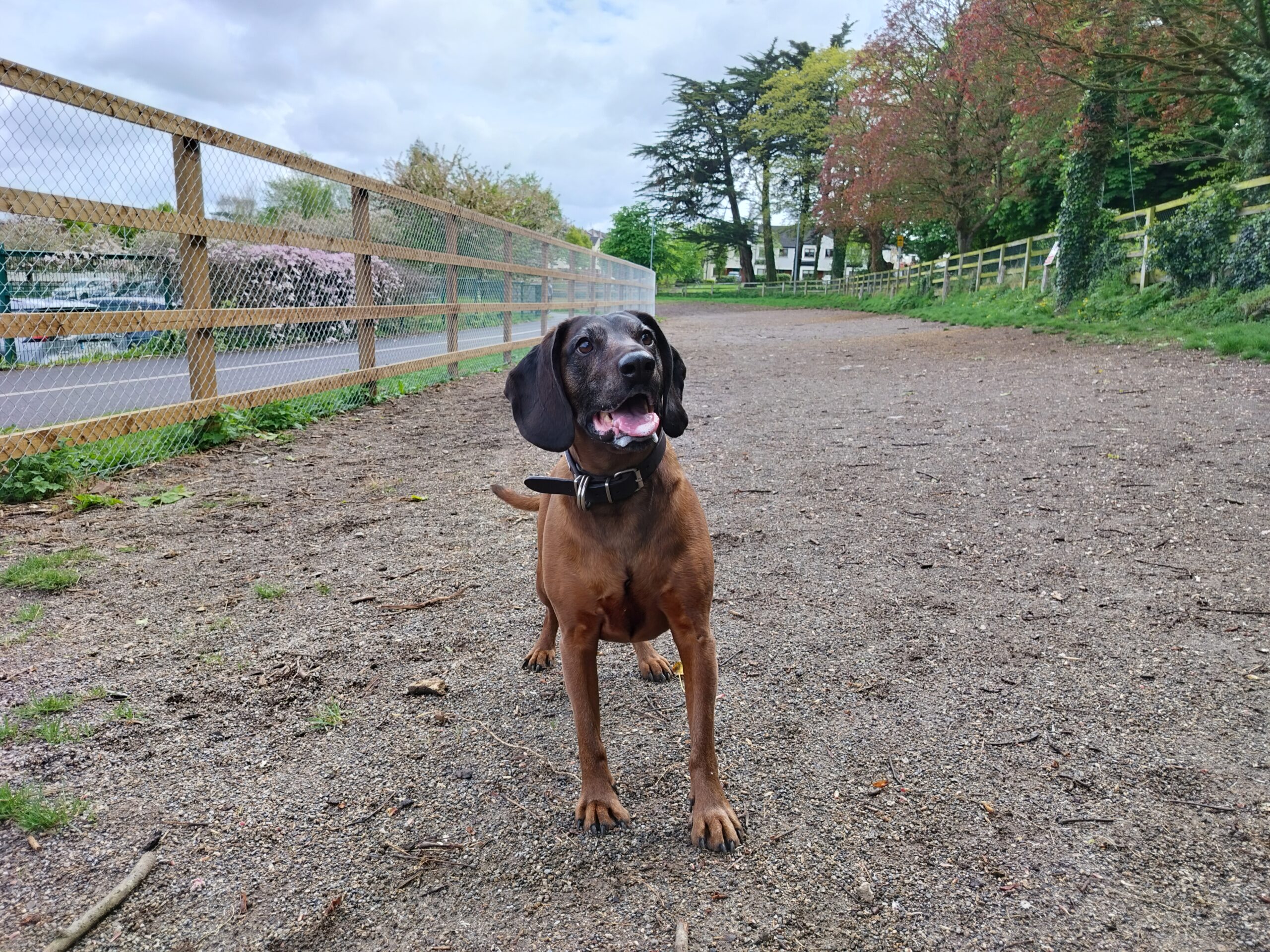 Just one dog fouling fine issued in Limerick last year