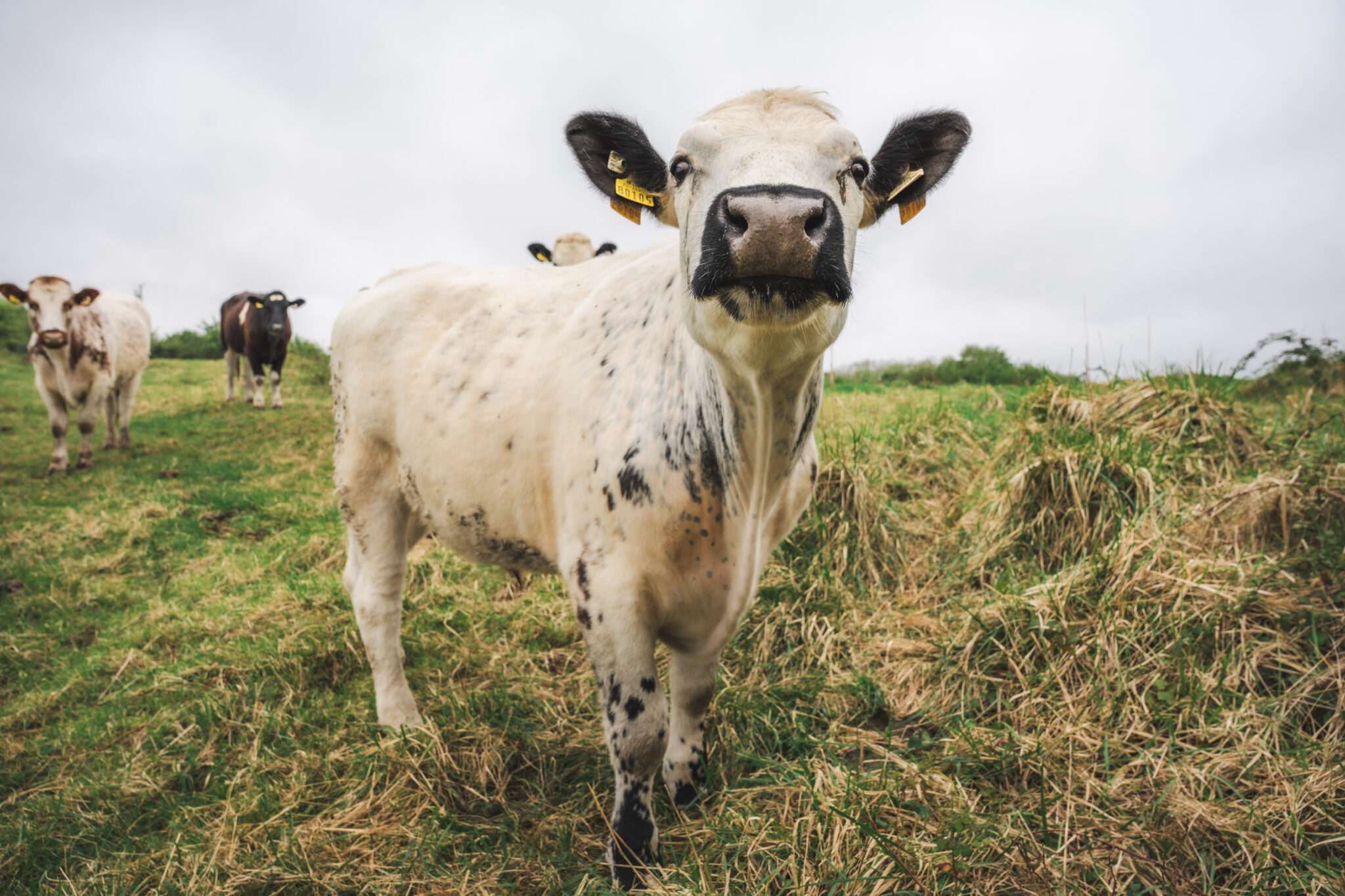 Native Irish cattle become first to graze at Shannon Airport