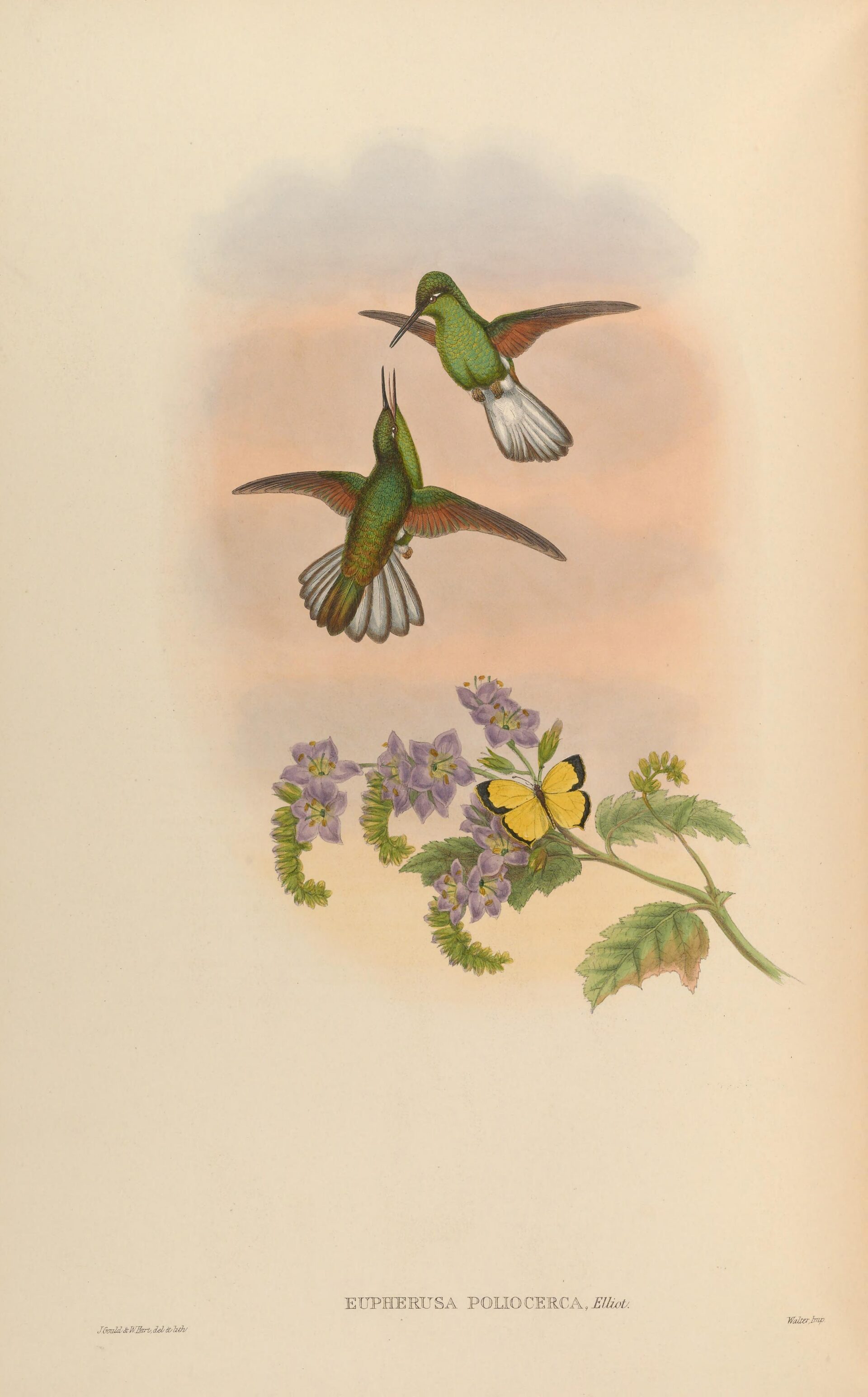 Limerick artist’s work was far from being for the birds