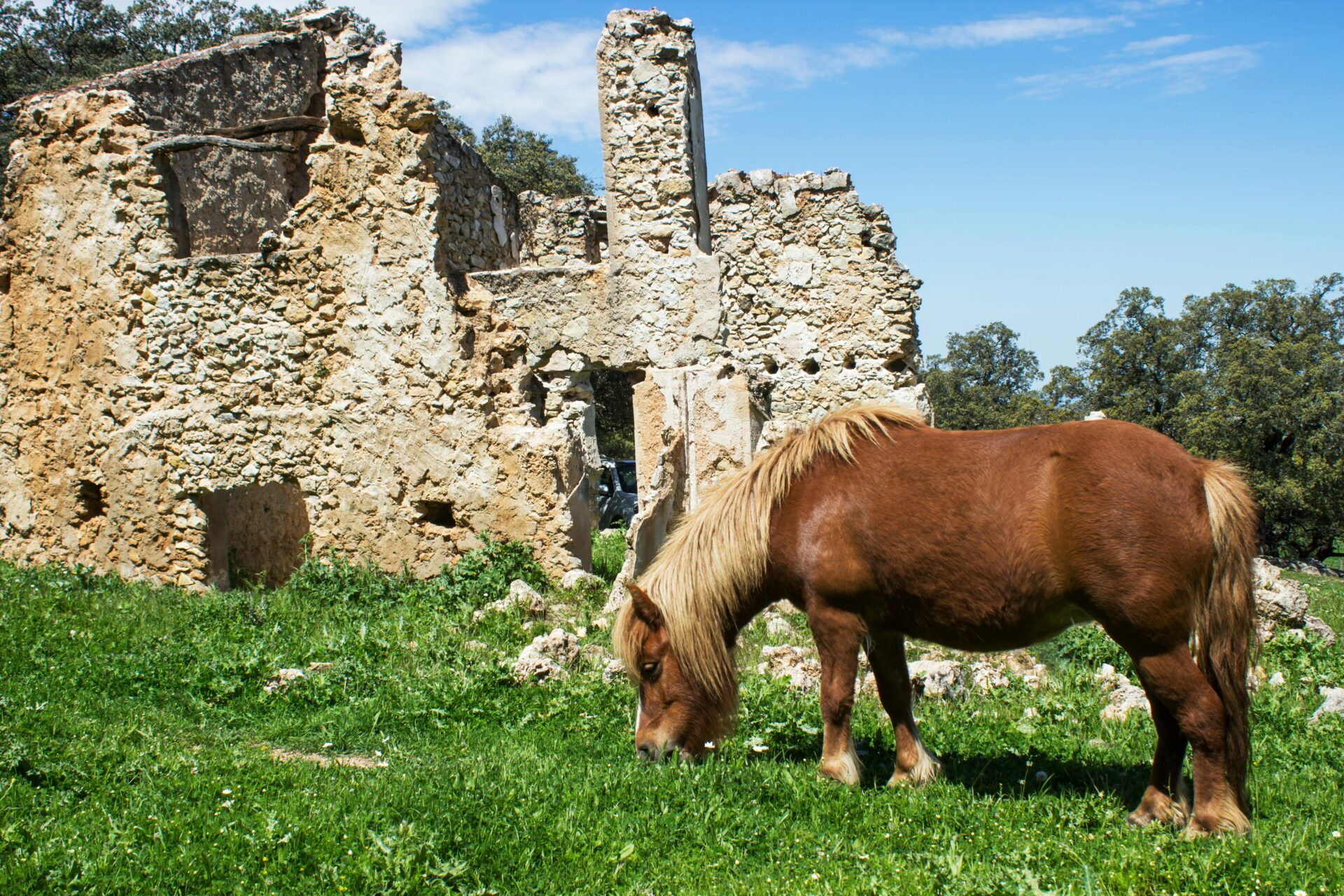 Horse seized by Limerick Council in Bruff