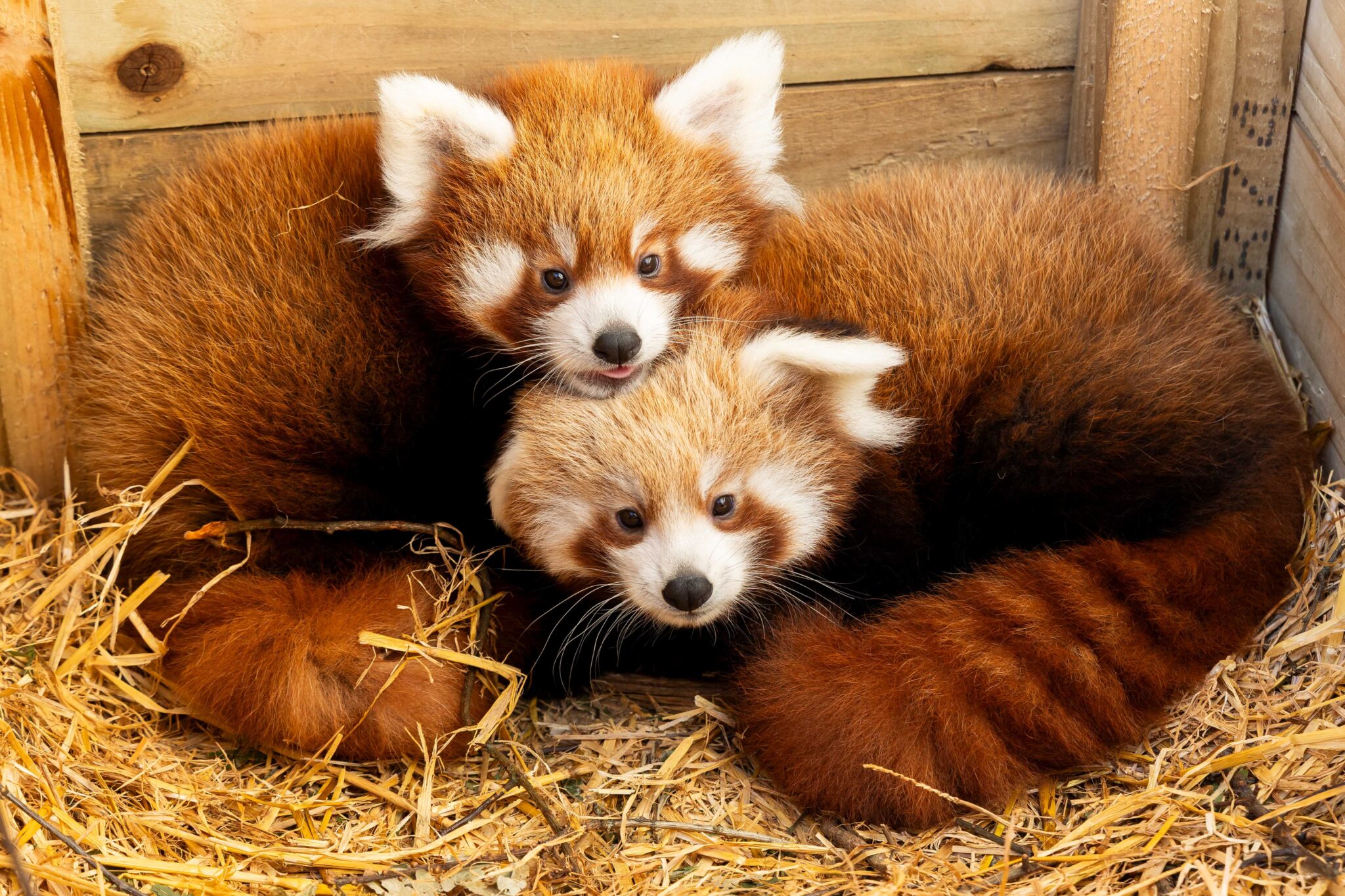 Limerick lady honoured to name baby red panda cubs