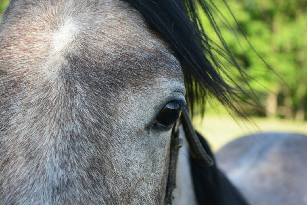 NSPCA urges Limerick to sign petition backing ban on sulky racing on ...